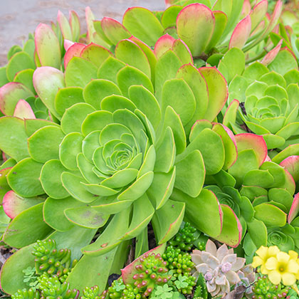 Neighborhood Spotlight Series: Find Community in Naglee Park